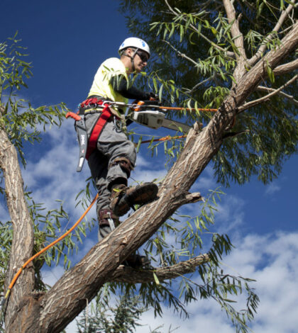 Travaux d’élagage : comment s’y prendre
