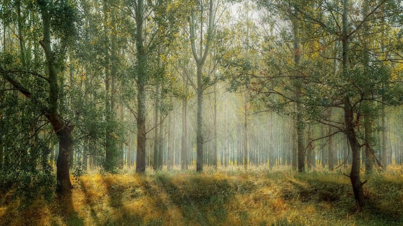 Comment partager sa passion pour la nature sur un blog