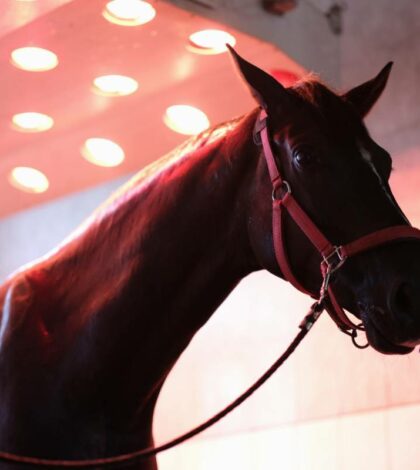 Solarium pour cheval : avantages et fonctionnement - Next Post