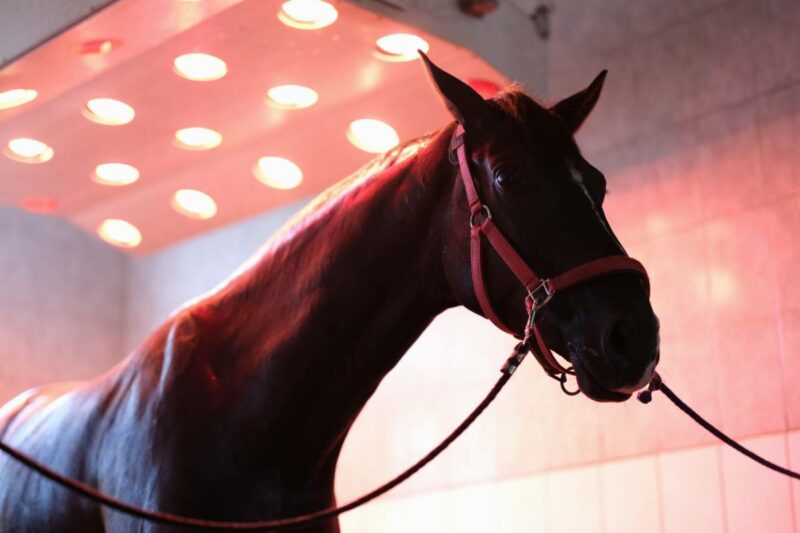 Solarium pour cheval : avantages et fonctionnement - Next Post